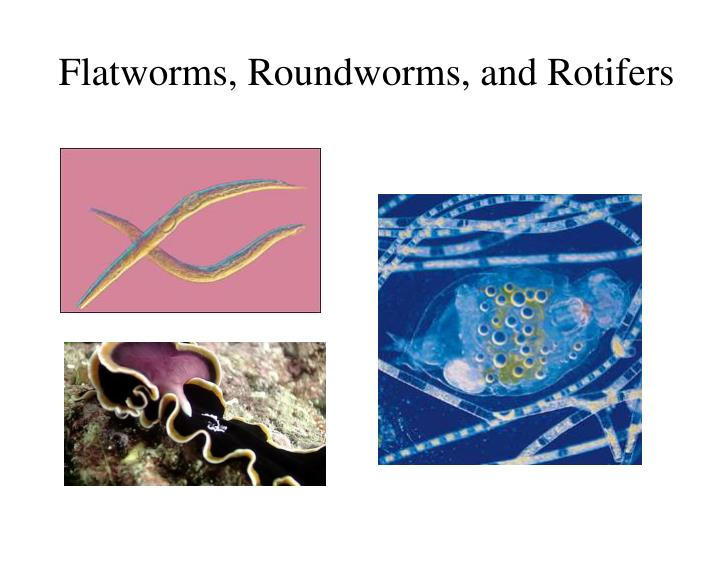 Flatworms Roundworms And Rotifers Skills Worksheet Answers ... Flatworms Roundworms And Rotifers Skills Worksheet Answers ...