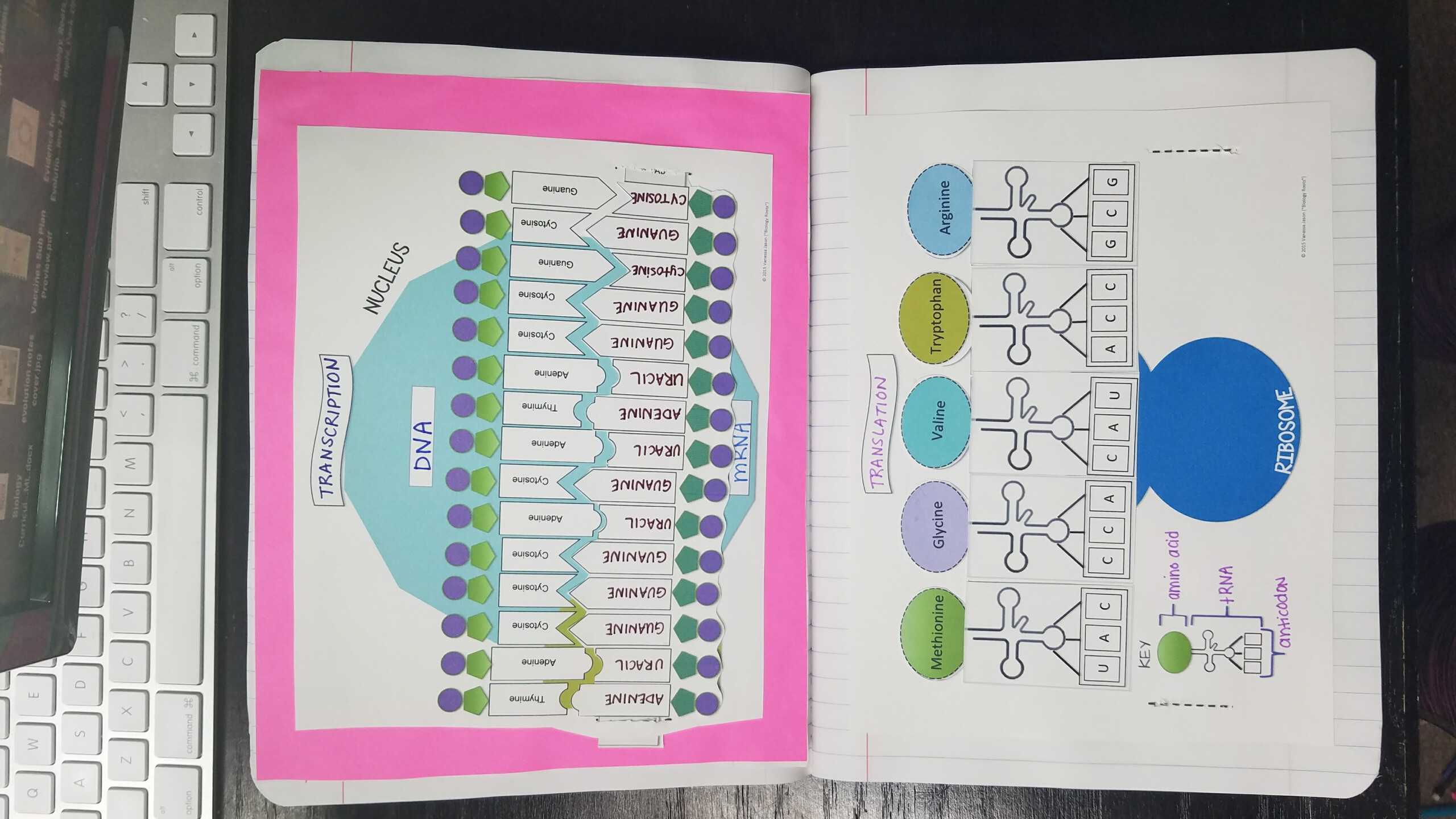 Natural Selection Science And Reading Skills Worksheet Answers Biology ... Natural Selection Science And Reading Skills Worksheet Answers Biology ...